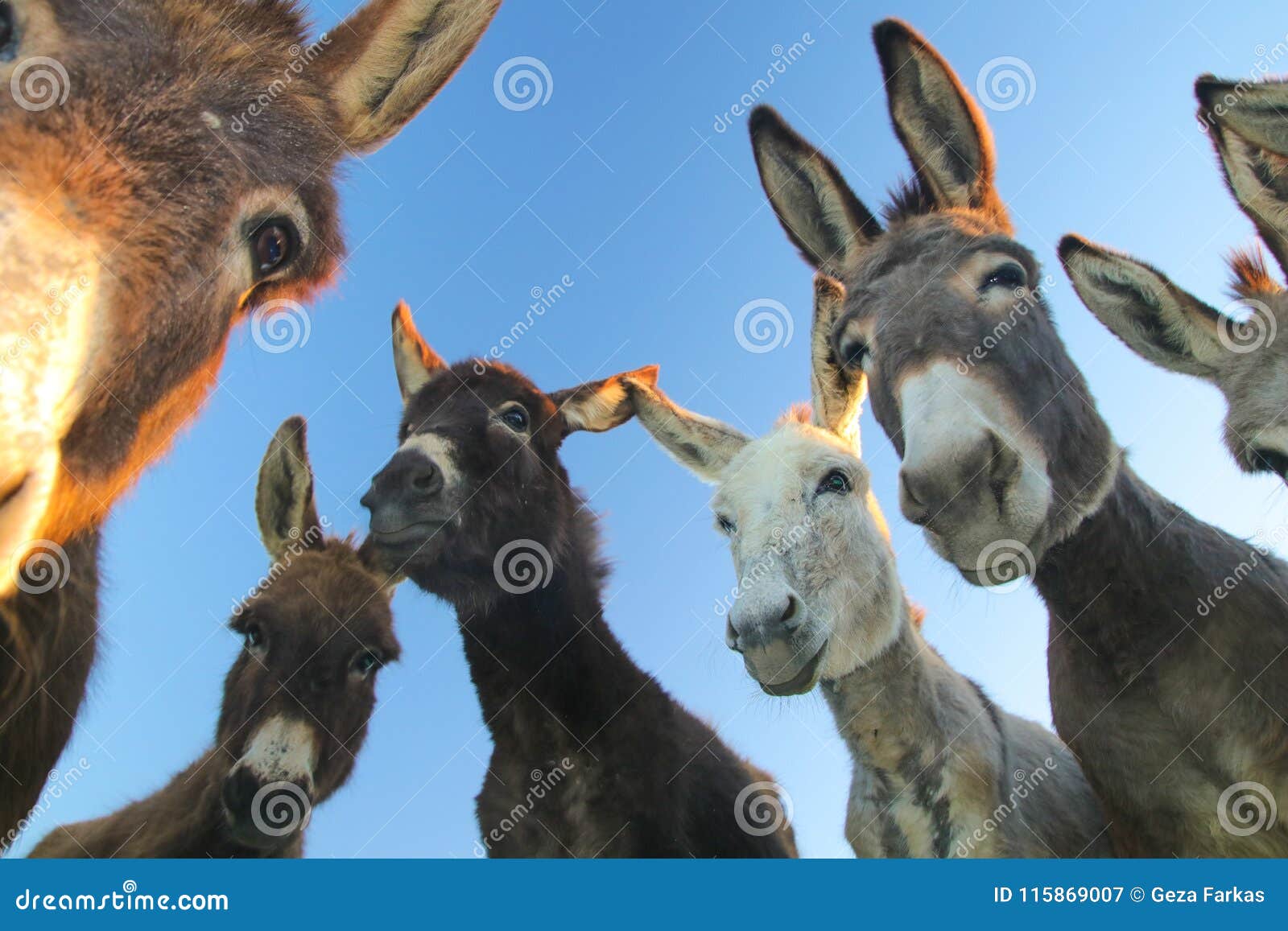 Group Of Donkeys Walking At The Farm Royalty-Free Stock Photography ...