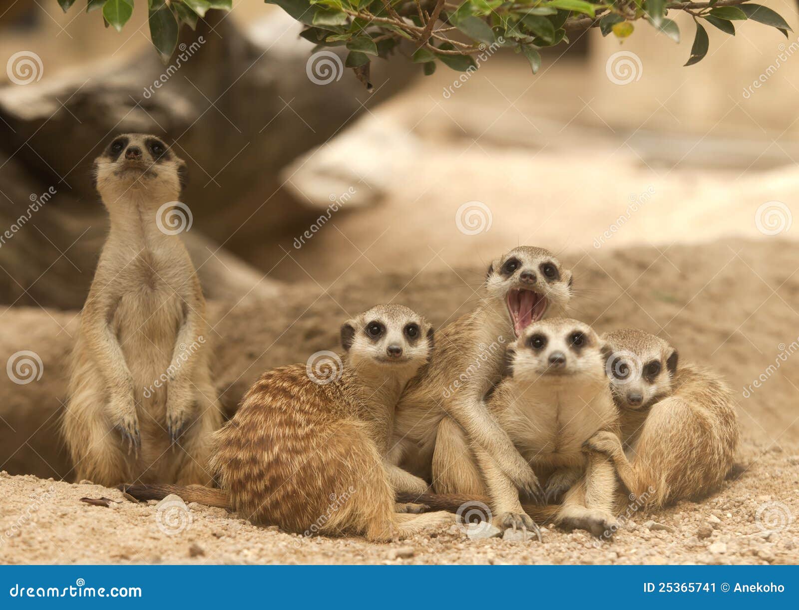 Portrait group of meerkat stock image. Image of brown - 25365741