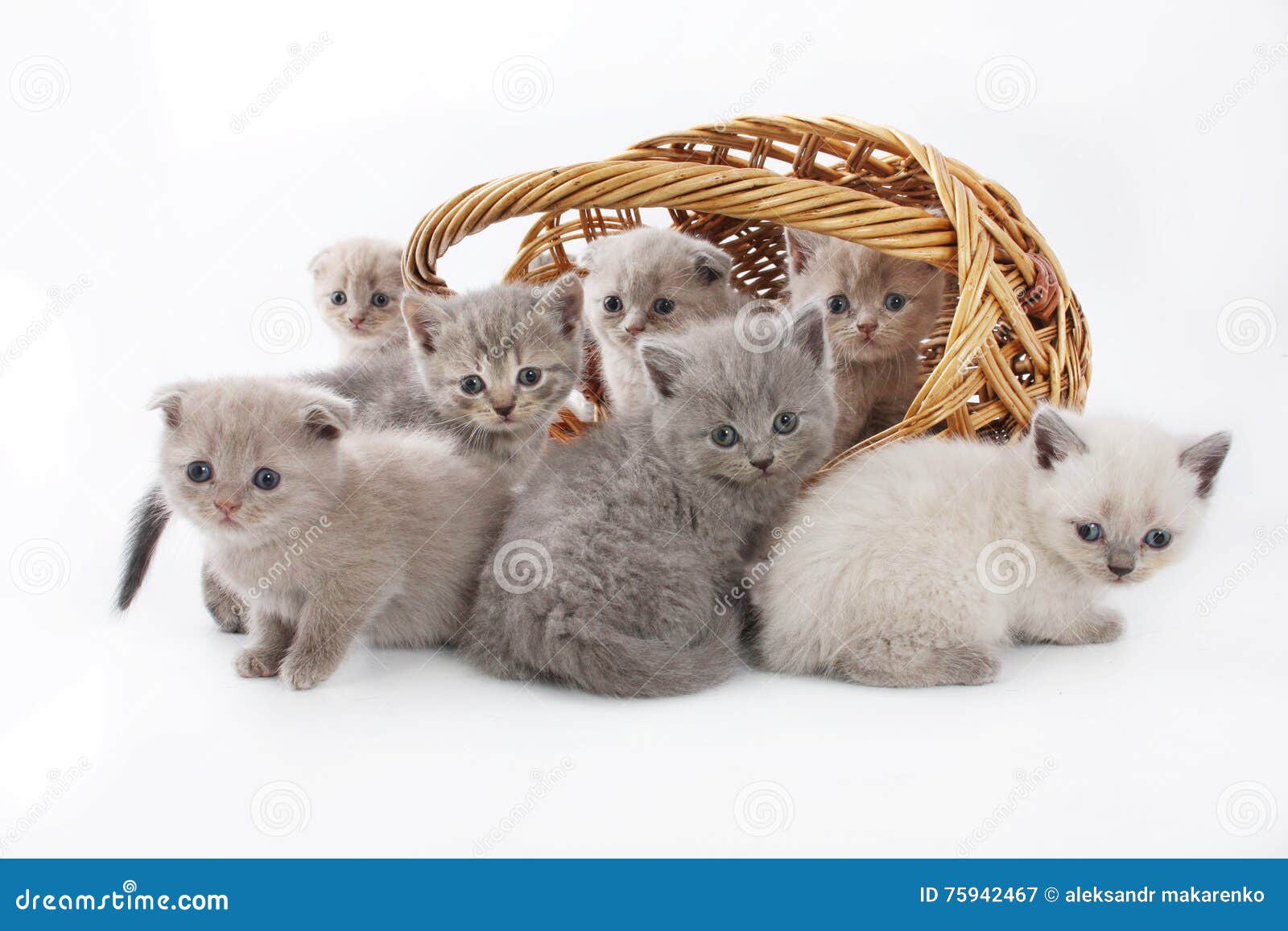 Portrait of Groups Cute Kittens Isolated on White Studio Background ...