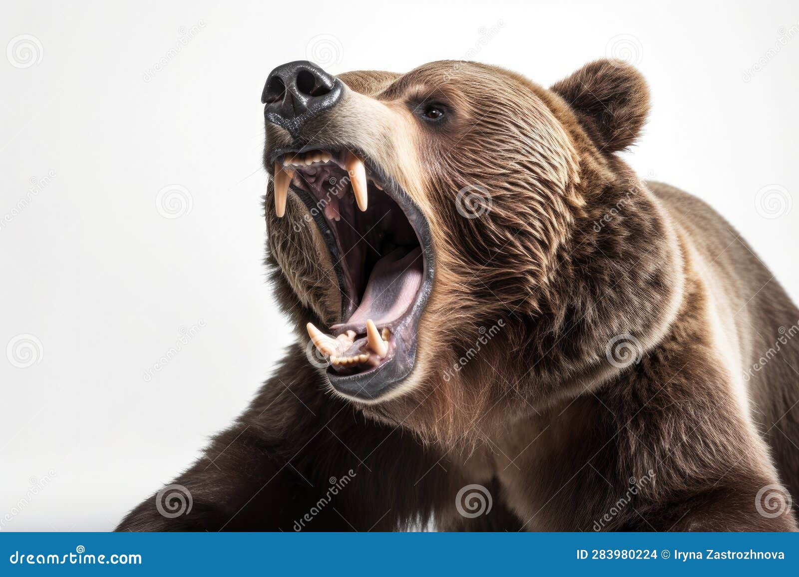 Portrait of a Growling Aggressive Bear on a White Background Stock ...