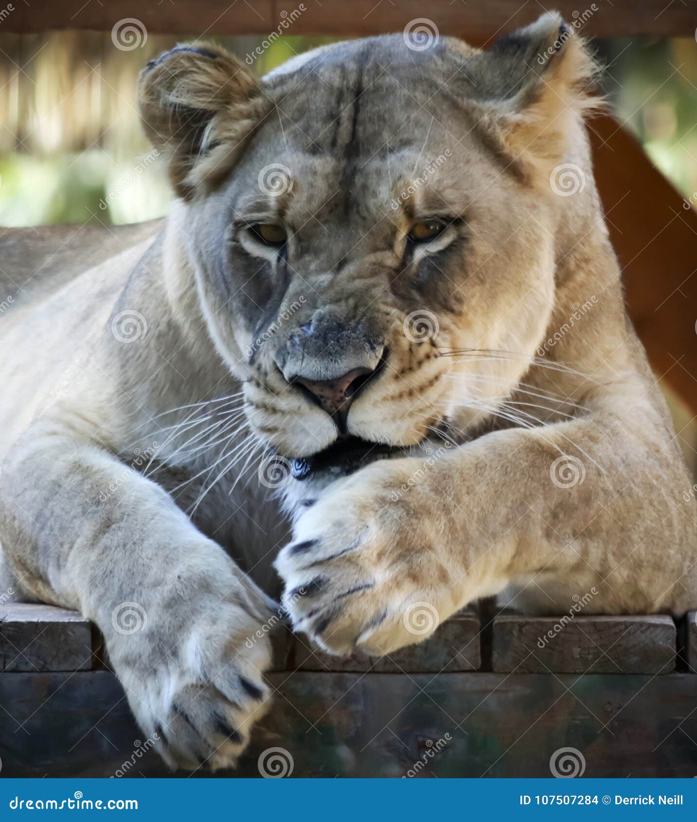 A Portrait of a Grumpy African Female Zoo Lion Stock Photo - Image of ...