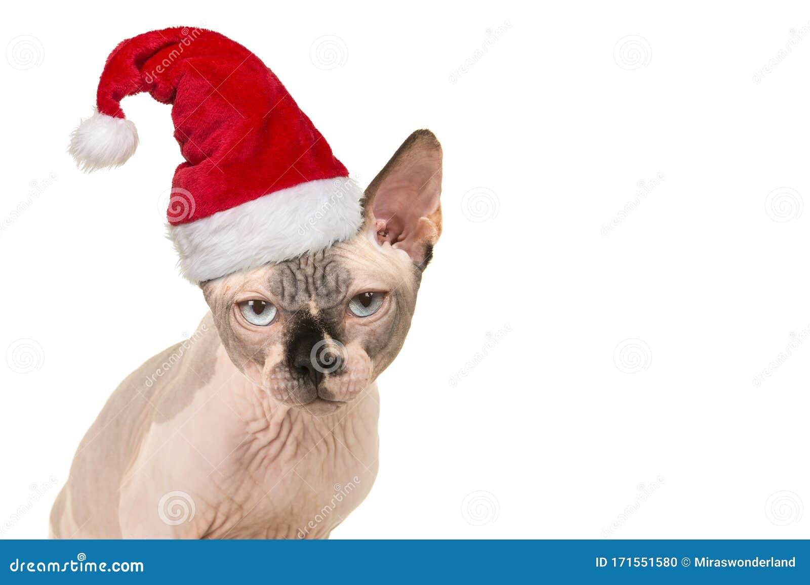 Portrait of a Grumpy Looking Sphinx Cat Wearing Santaâ€™s Hat on a ...