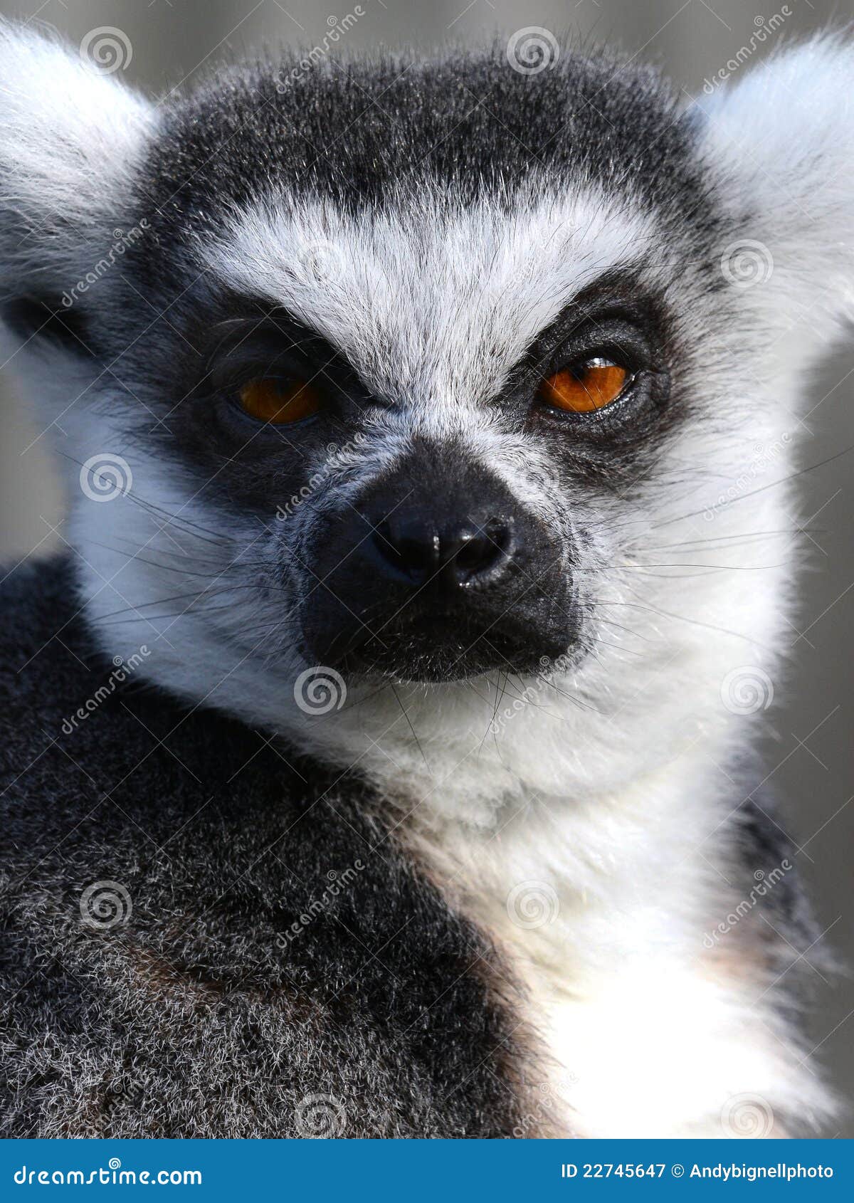 Portrait of a Grumpy Ring-tailed Lemur Stock Image - Image of ...