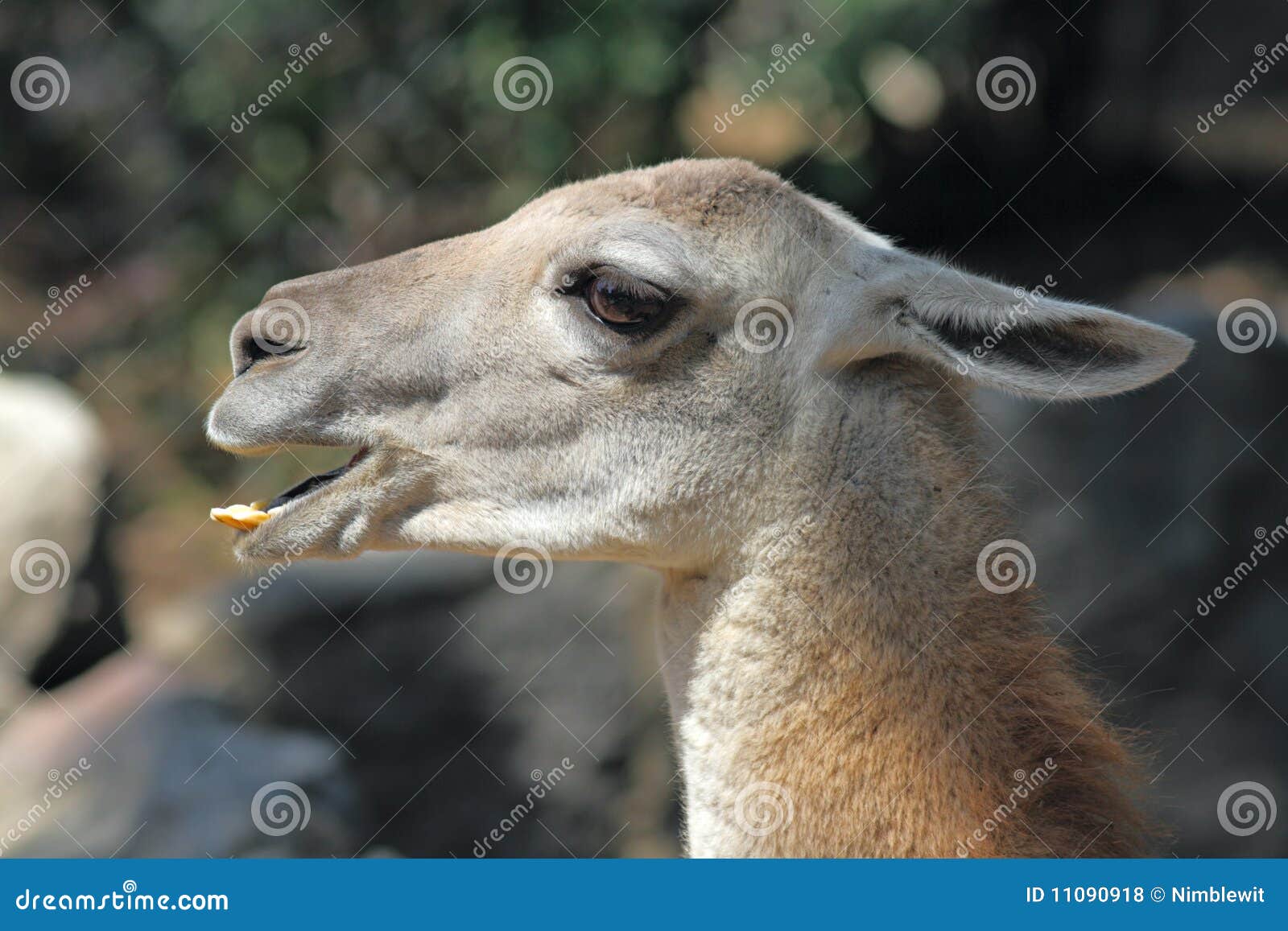 Portrait of a Guanaco stock photo. Image of chile, llama - 11090918