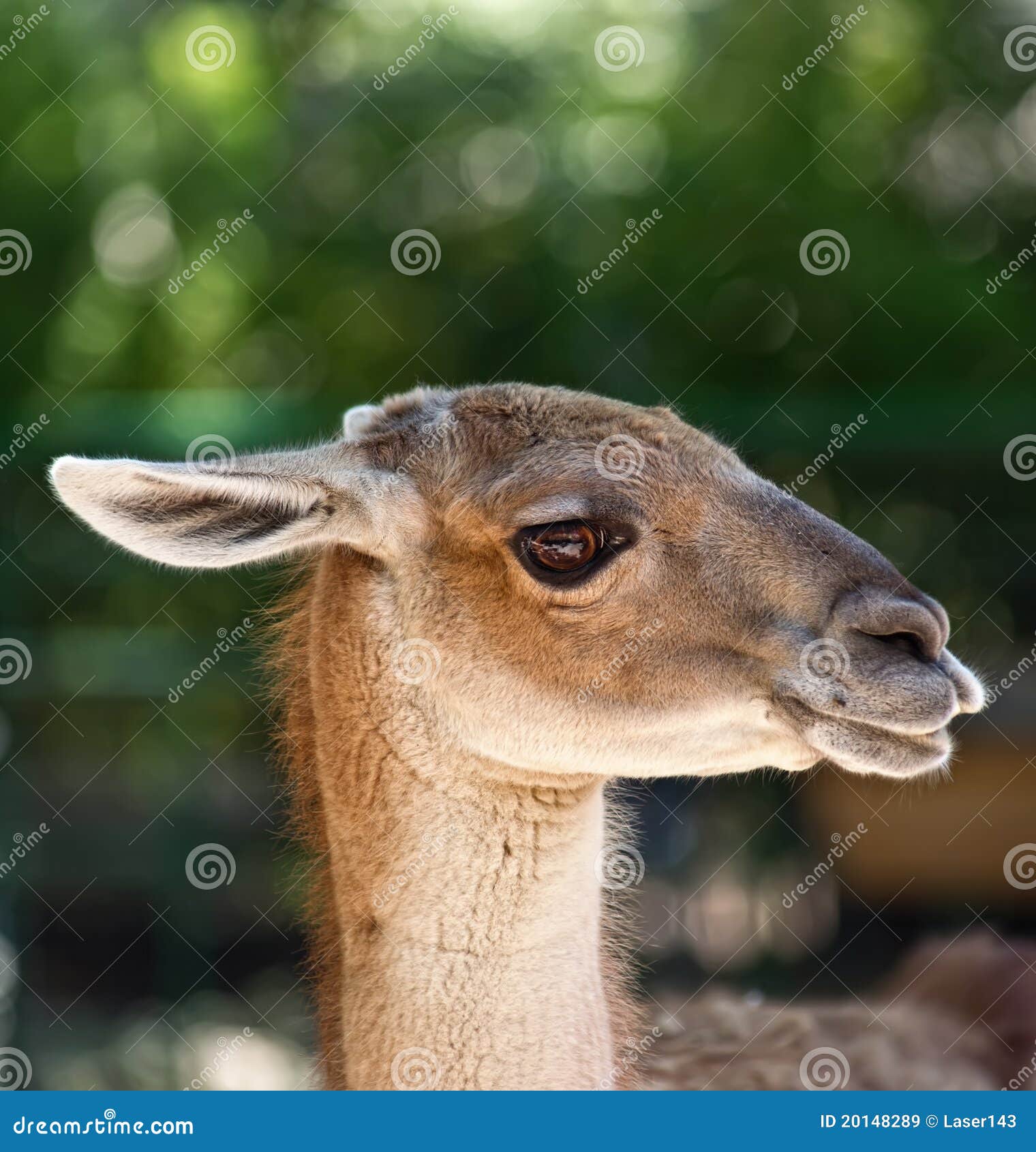 Portrait of guanaco stock image. Image of brown, mountains - 20148289