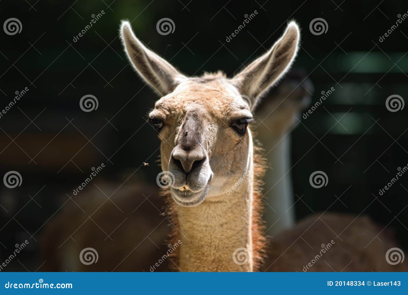 Portrait of guanaco stock photo. Image of funny, snout - 20148334