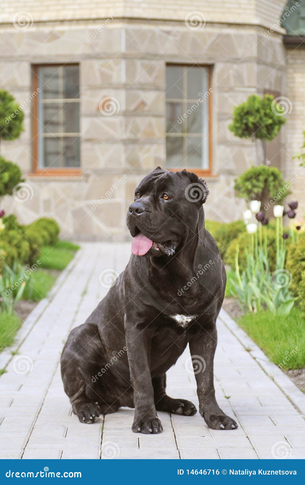 Portrait of guard dog stock photo. Image of fierce, strength - 14646716