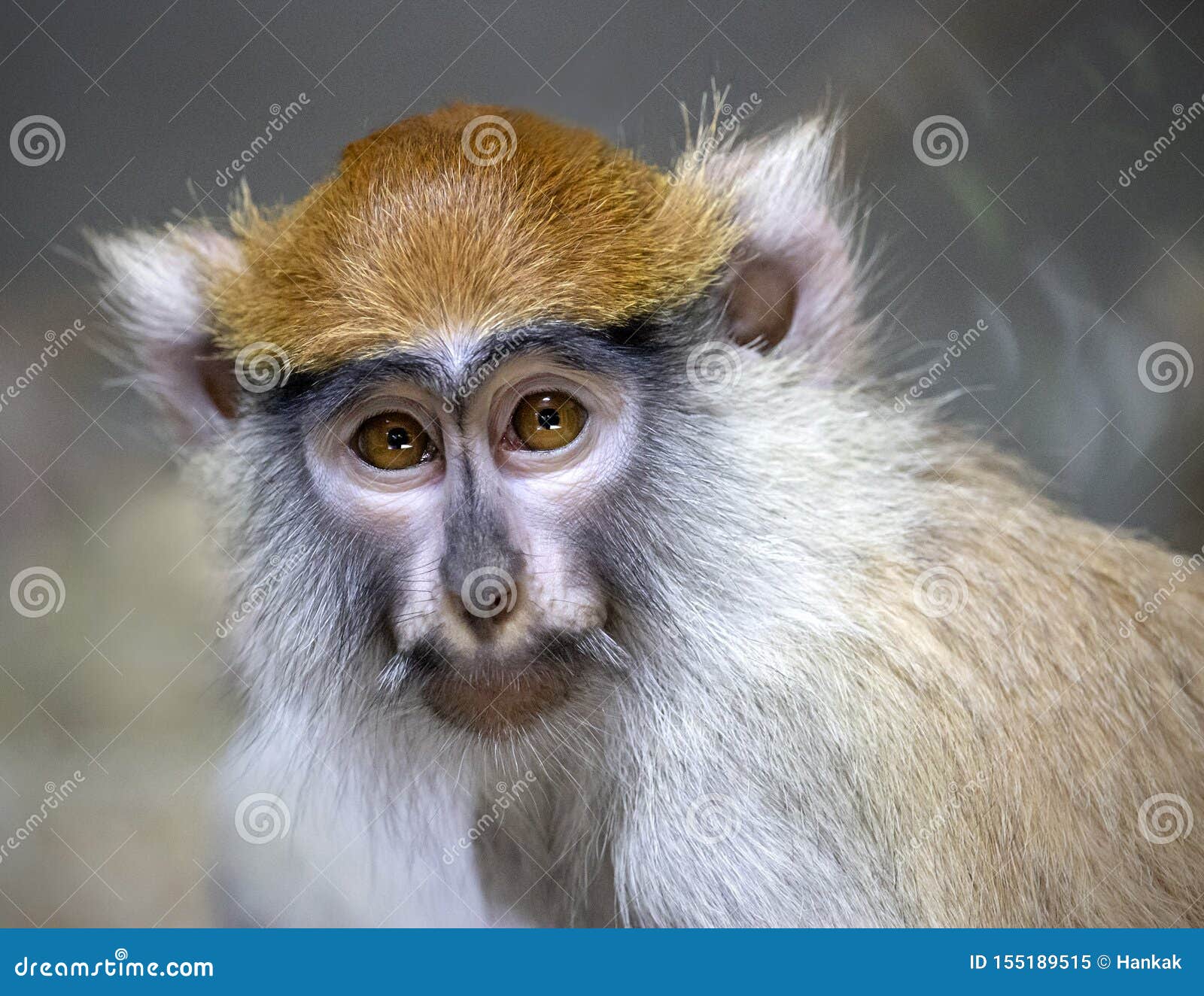 Portrait of guenon monkey stock image. Image of japanese - 155189515