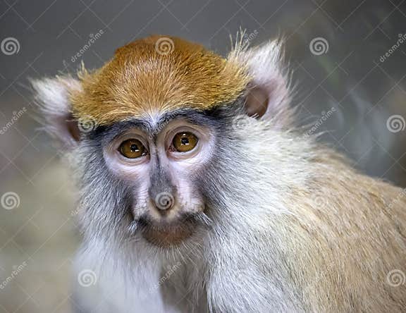 Portrait of guenon monkey stock image. Image of japanese - 155189515