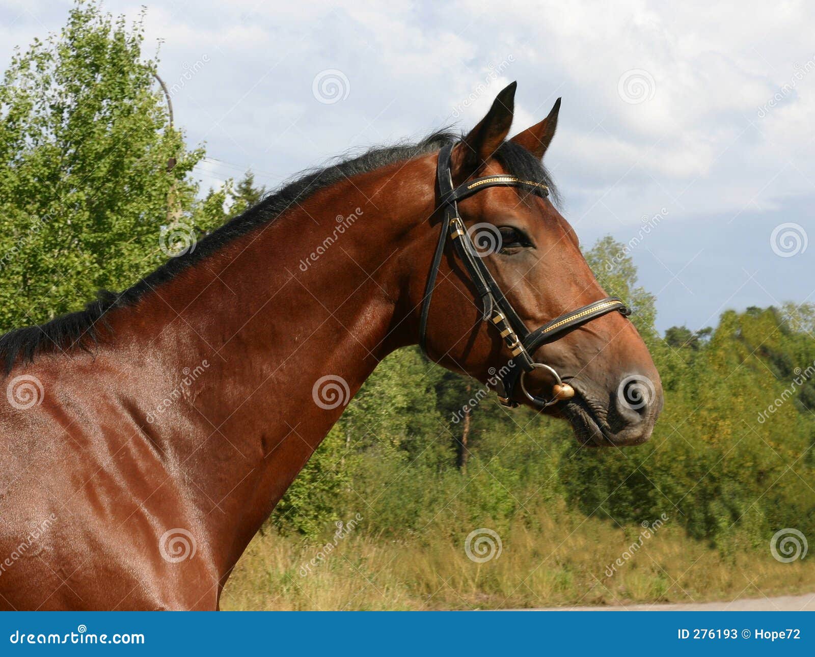 A Portrait of Half-arabian Stallion Stock Image - Image of mane, ears ...