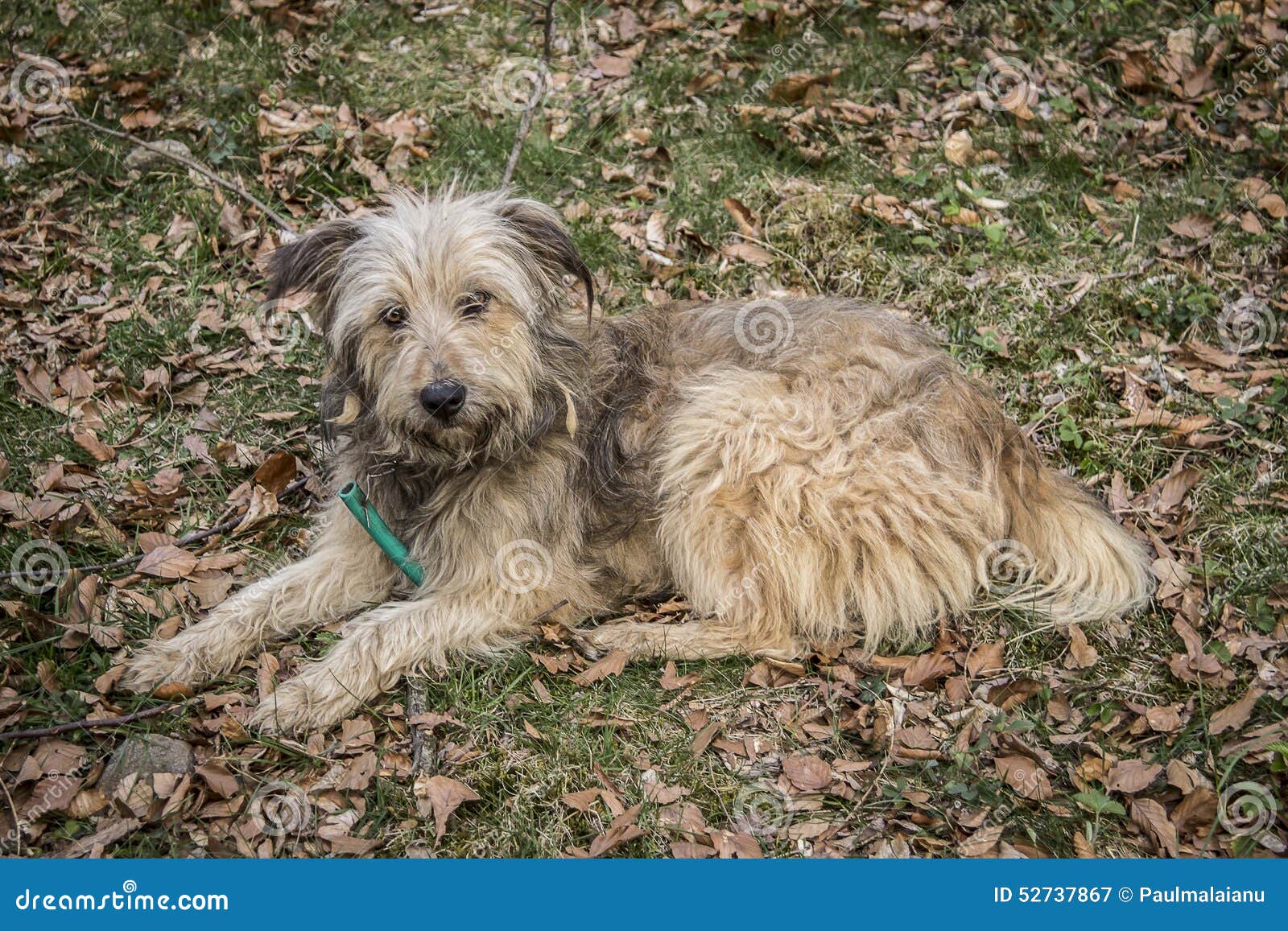 Portrait of Half Breed Sheepdog Stock Image - Image of nature ...