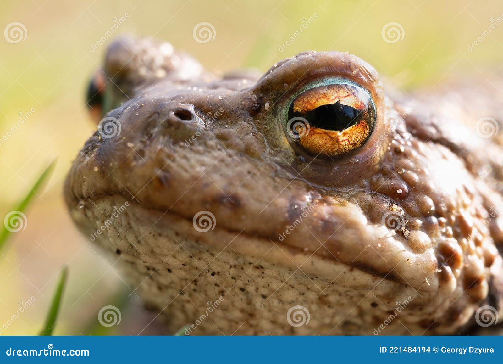 Portrait of a Half-turn of a Common Toad Macro Outdoors Stock Photo ...