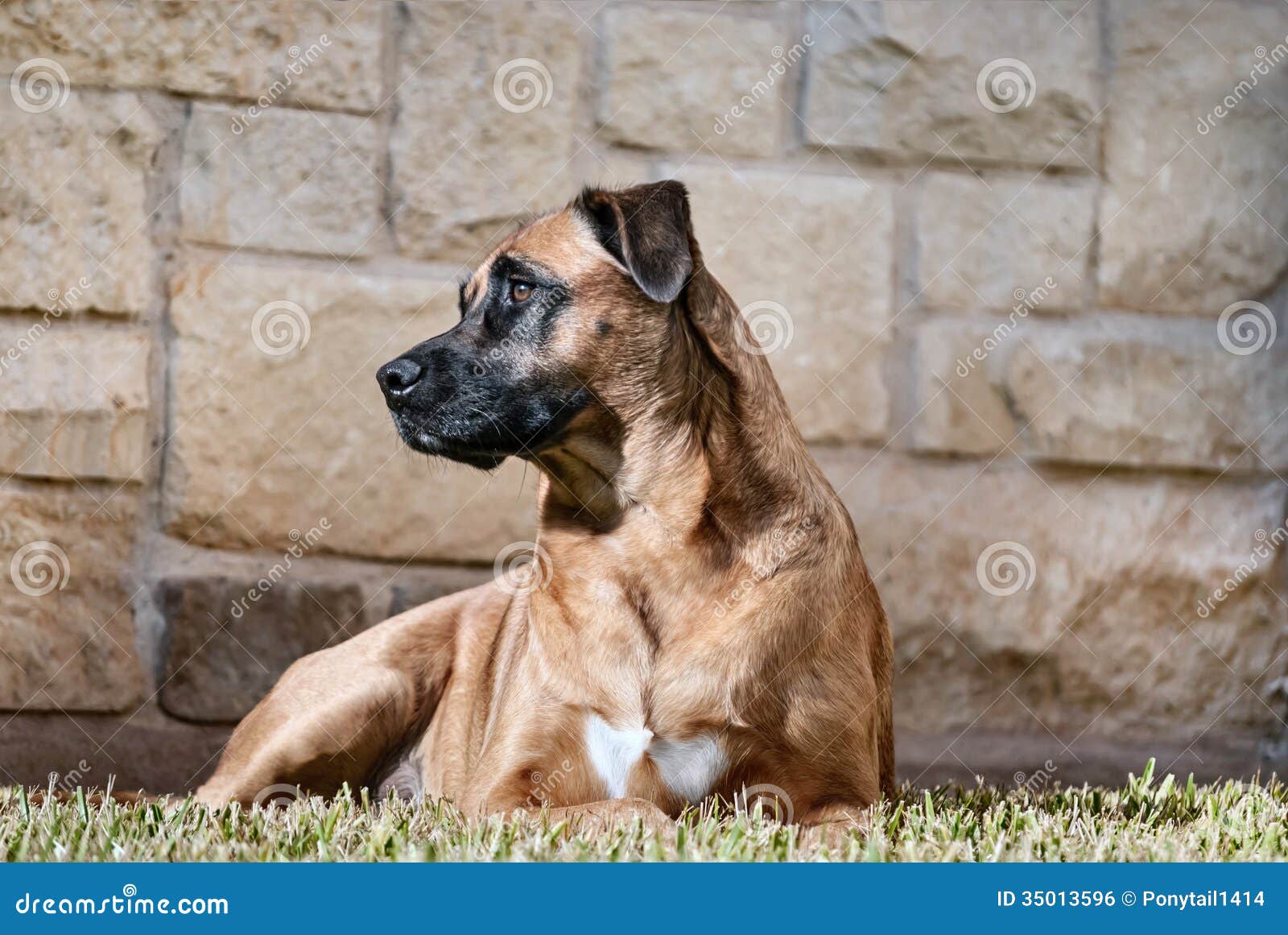 Portrait of a Handsome Dog stock photo. Image of lawn - 35013596