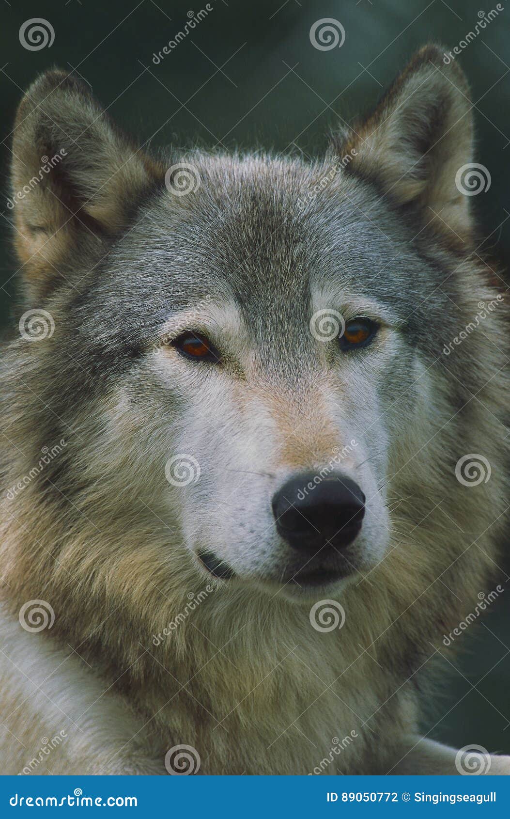 A Portrait of a Handsome Wolf. Stock Photo - Image of ears, grey: 89050772
