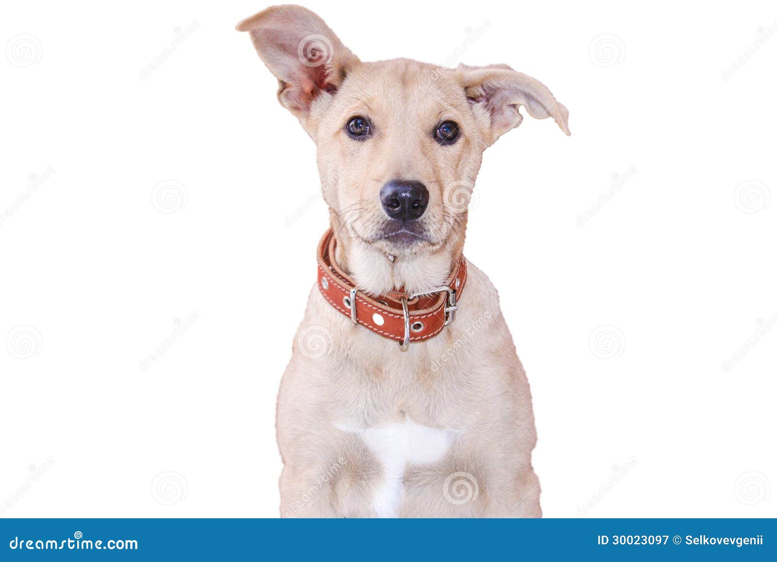 Young puppy stock image. Image of portrait, young, purebred - 30023097