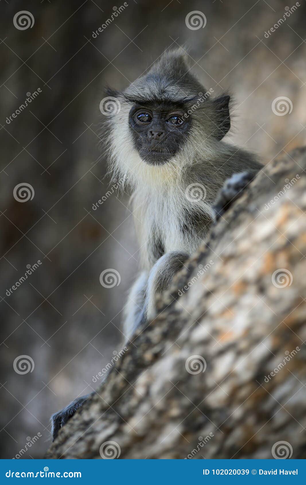 Hanuman Langur - Semnopithecus Entellus, Sri Lanka Stock Image - Image ...