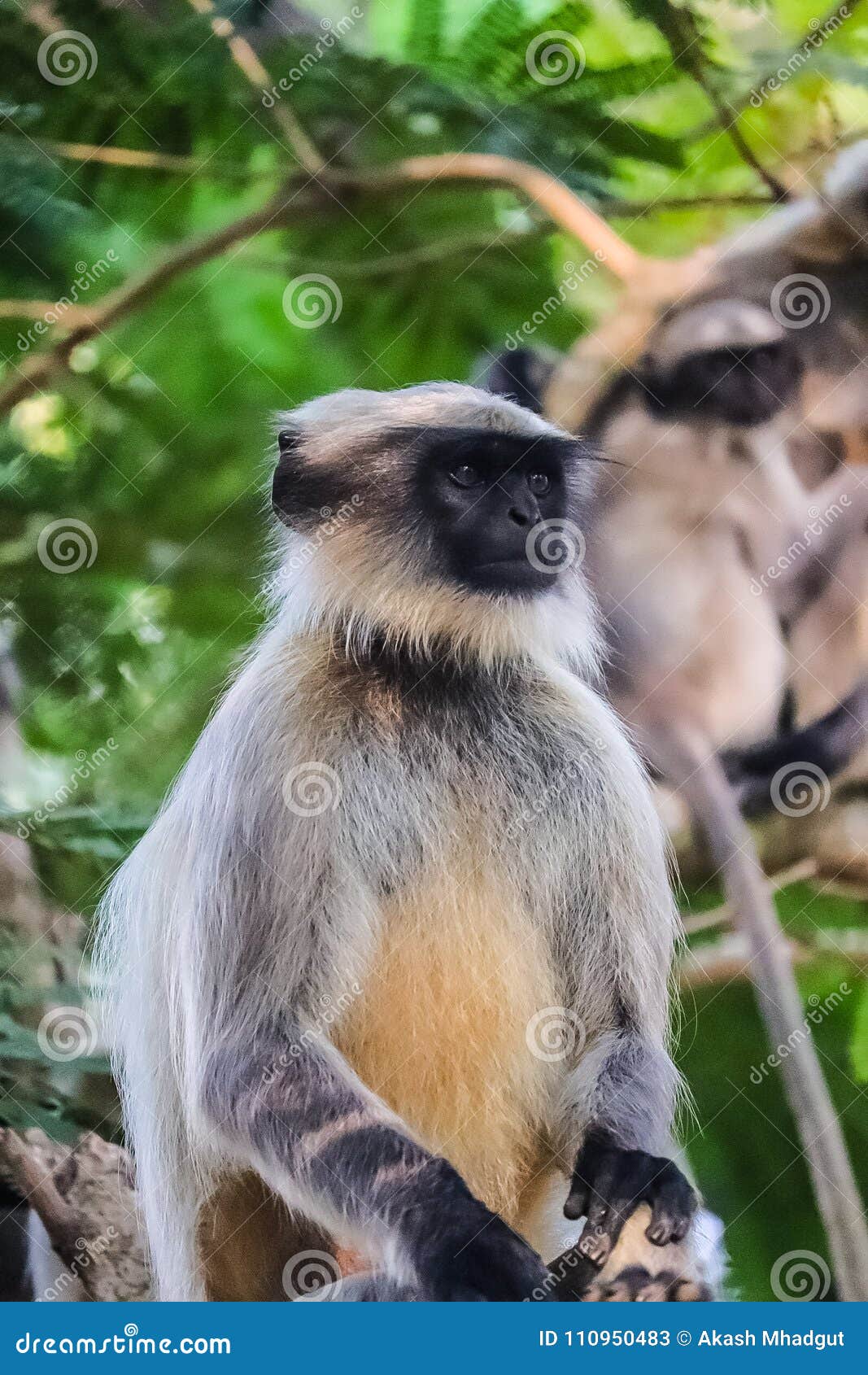 Hanuman langur stock image. Image of india, langur, monkey - 110950483