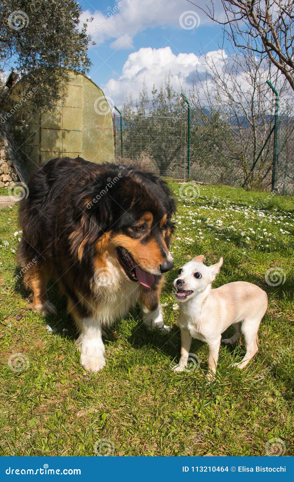 Happy Dogs Playing in the Garden Stock Photo - Image of animals, blue ...