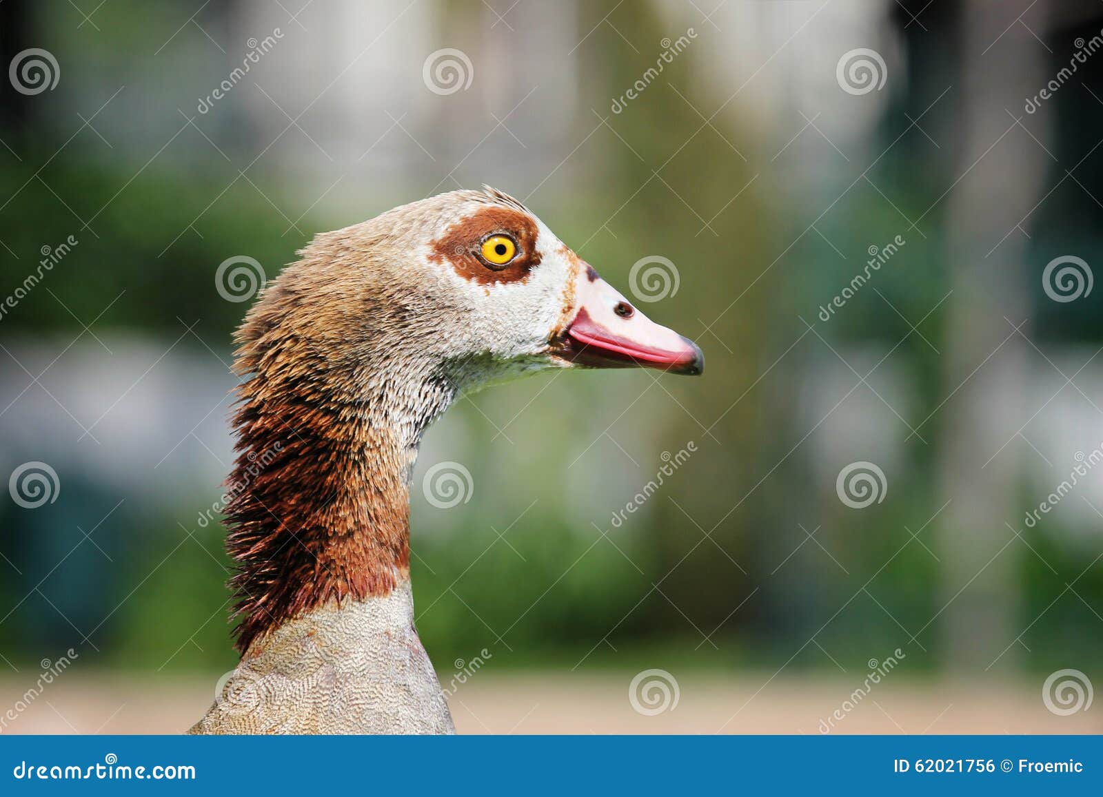 Portrait of a happy duck stock photo. Image of ornithology - 62021756
