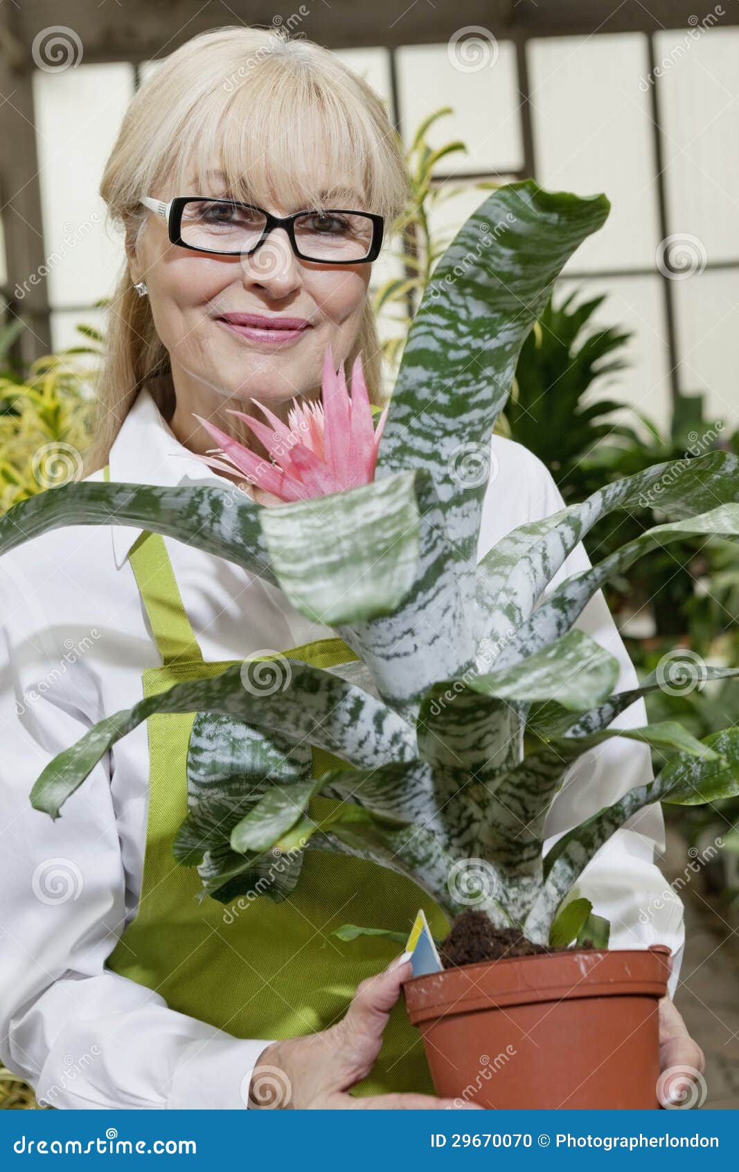 Portrait of a Happy Senior Woman Holding Pot Plant Stock Photo - Image ... Portrait of a Happy Senior Woman Holding Pot Plant Stock Photo - Image ...