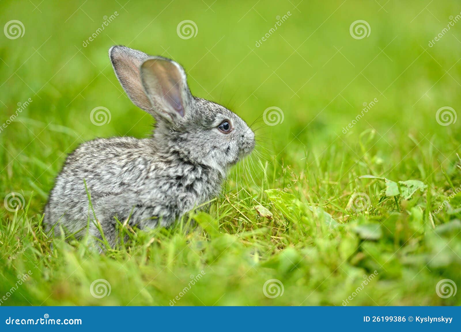 Portrait of Hare stock photo. Image of habitat, beasts - 26199386