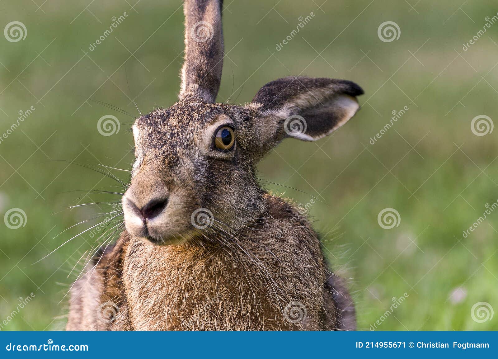 Wild Hare Portrait Macro Stock Photos - Free & Royalty-Free Stock ...