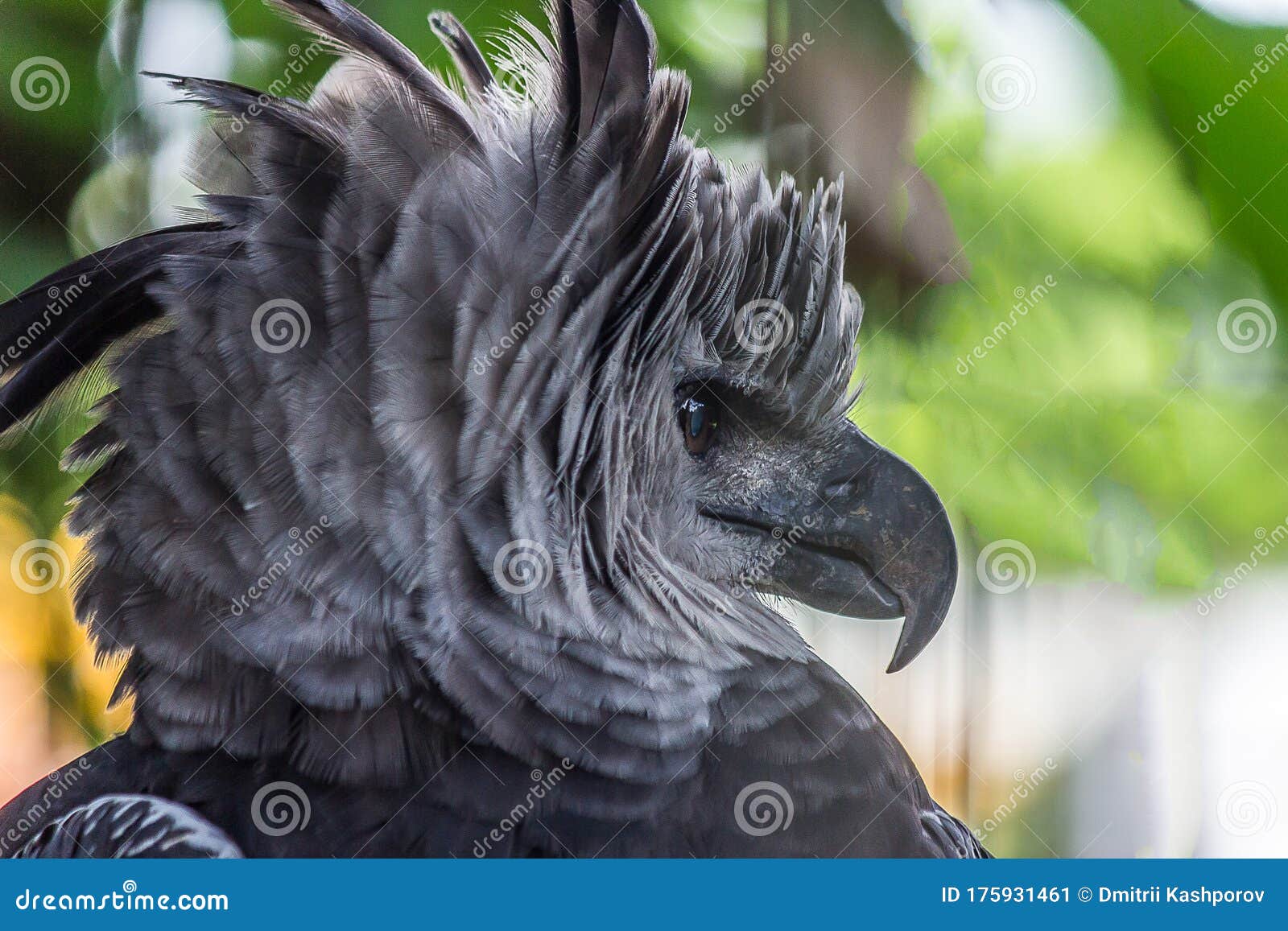 Portrait of Harpy Eagle Harpia Harpyja Proudly Looking Forward Stock ...