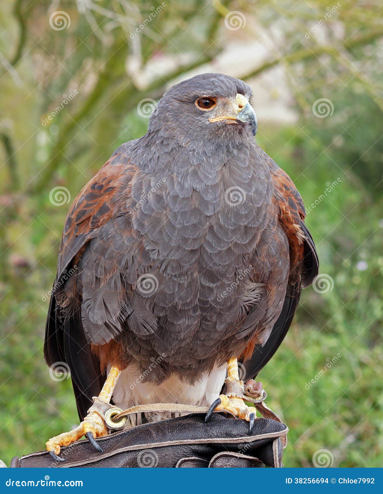 Portrait of a Harris Hawk stock photo. Image of brown - 38256694