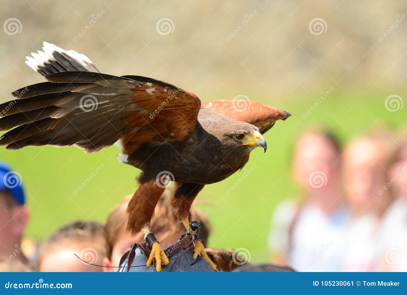 Harris Hawk Standing on a Persons Head Stock Image - Image of wings ...