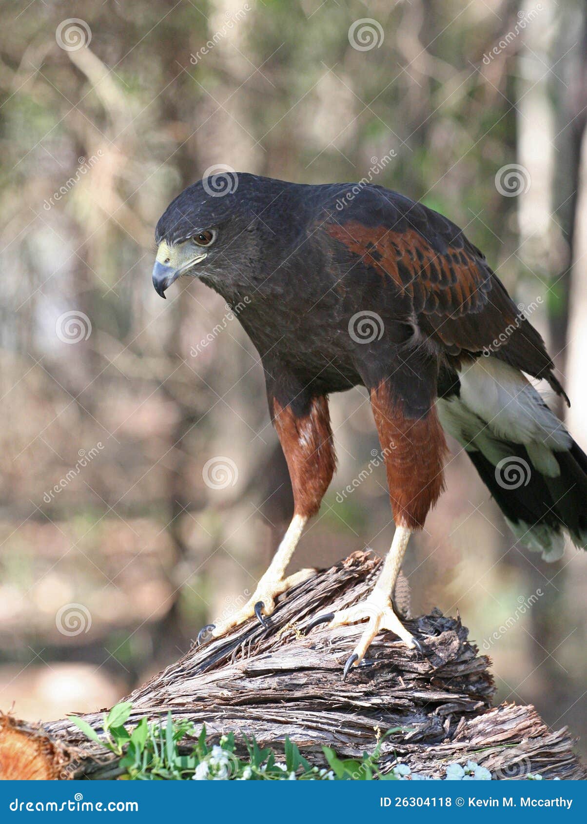 Portrait of a Harris Hawk Raptor Stock Photo - Image of harris ...