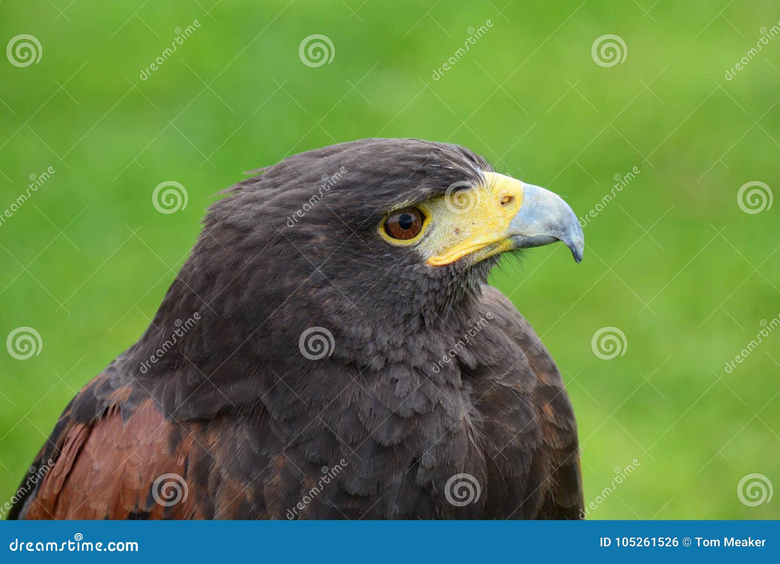 Portrait of a Harris hawk stock photo. Image of predatory - 105261526