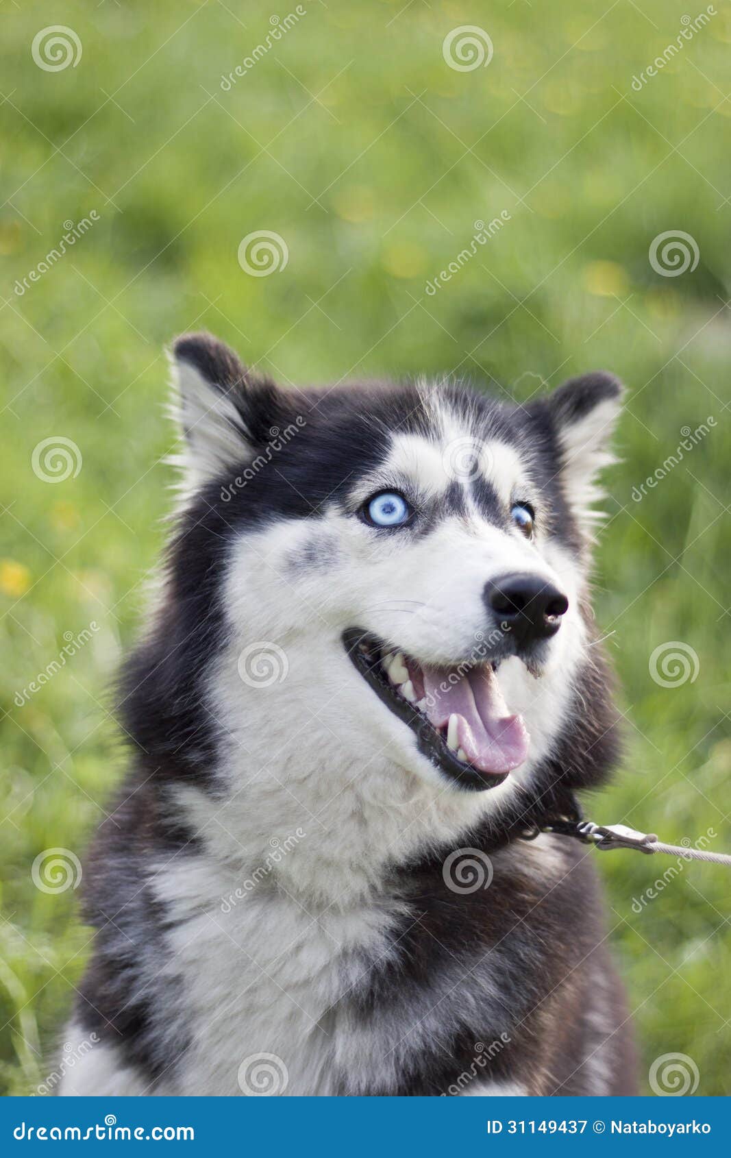 Portrait hasky stock image. Image of beautiful, training - 31149437