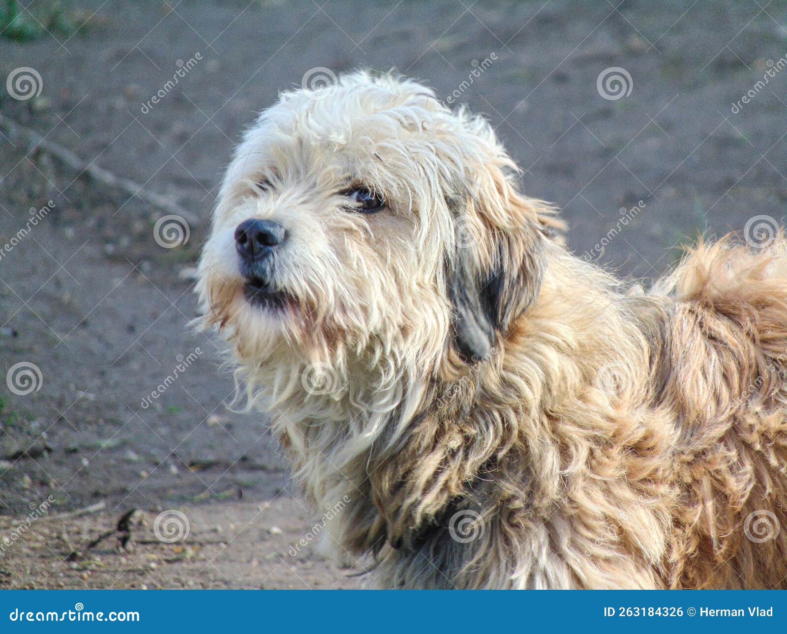 Portrait of a Havanese dog stock photo. Image of little - 263184326