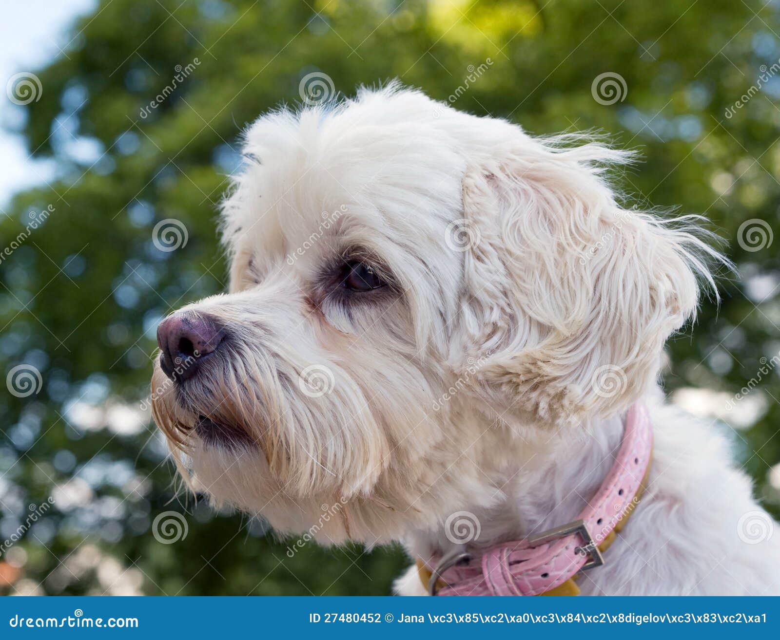 Portrait of havanese dog stock photo. Image of white - 27480452