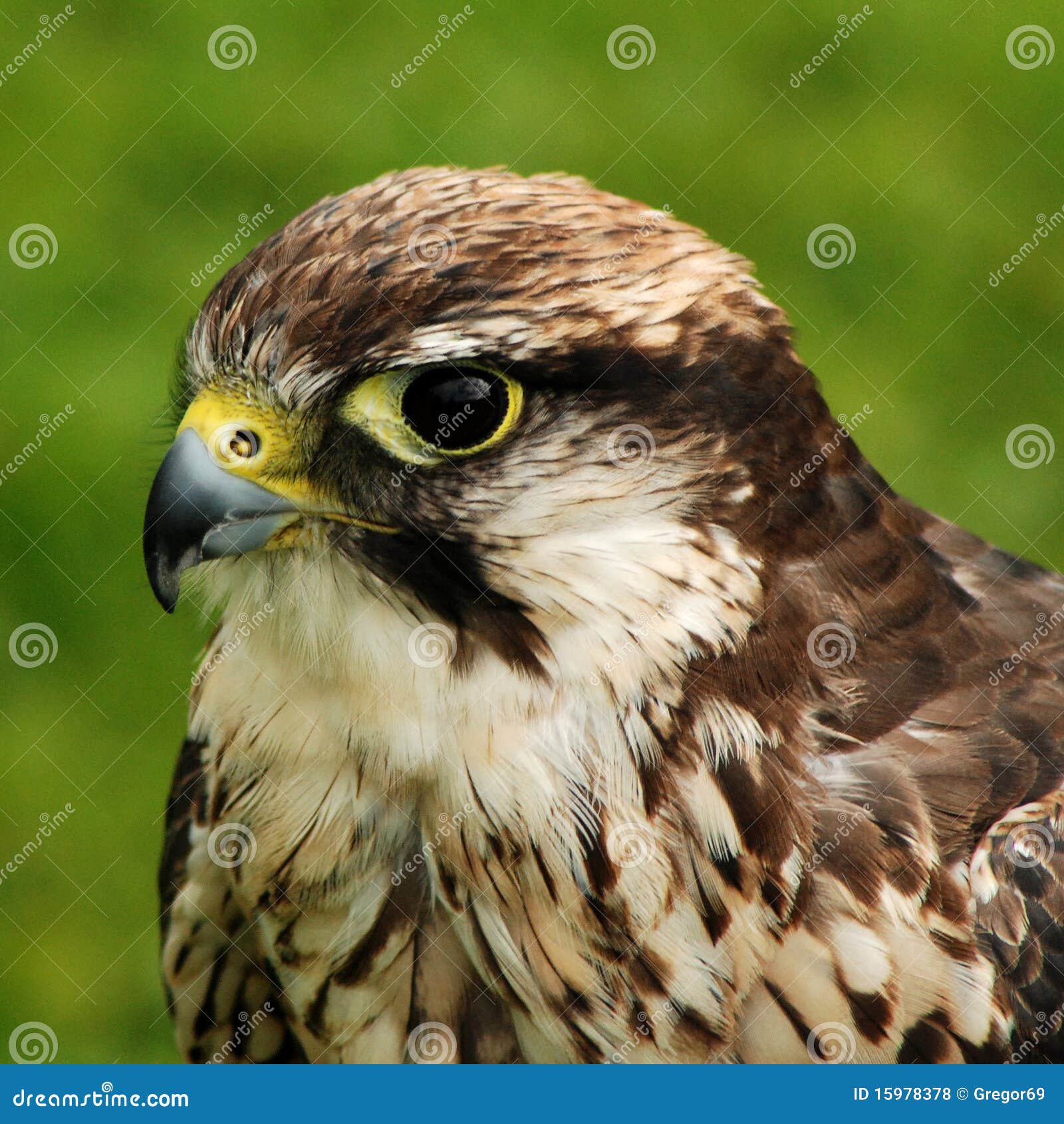 Portrait of hawk stock photo. Image of portrait, side - 15978378