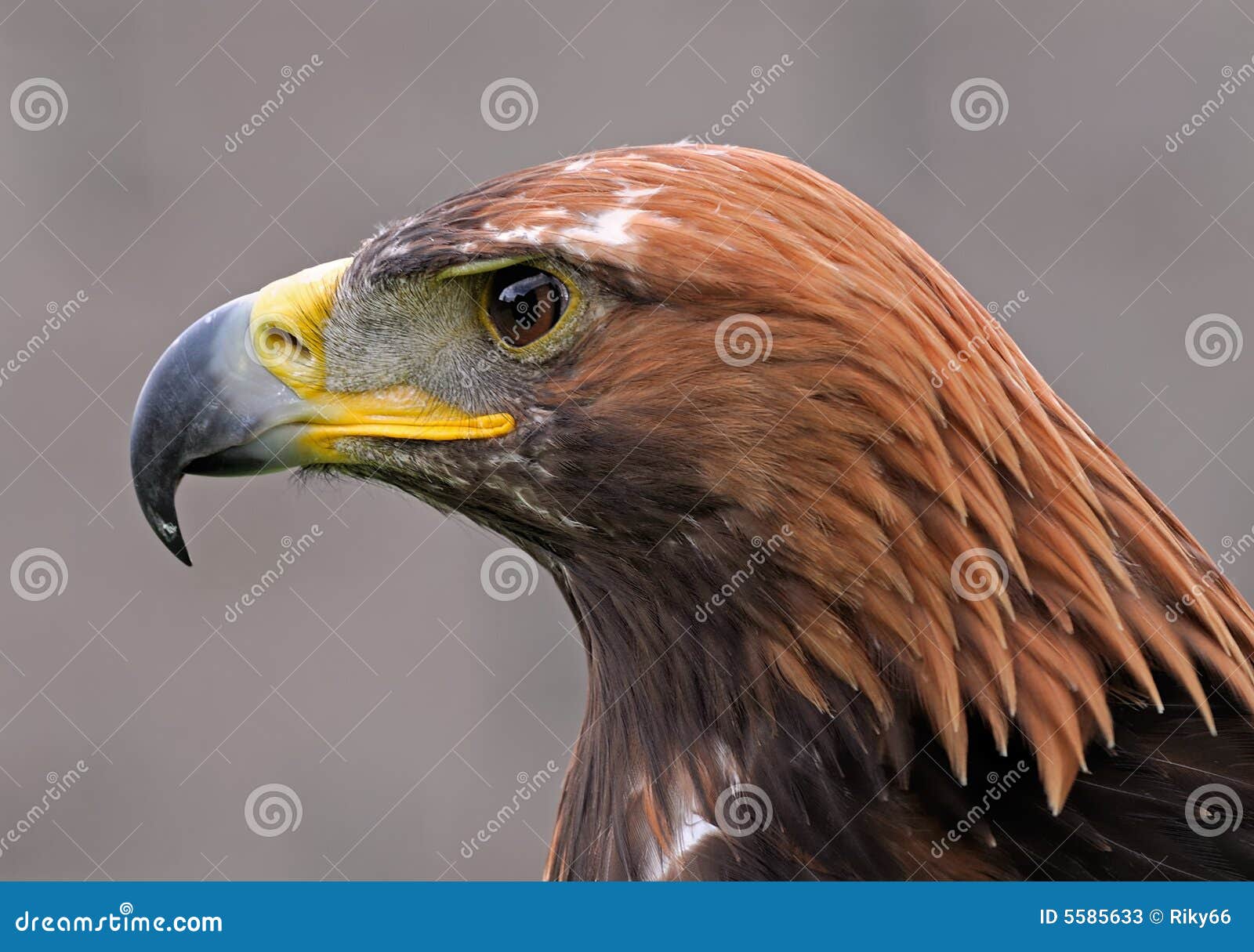 Portrait of Hawk stock image. Image of feathers, carnivorous - 5585633