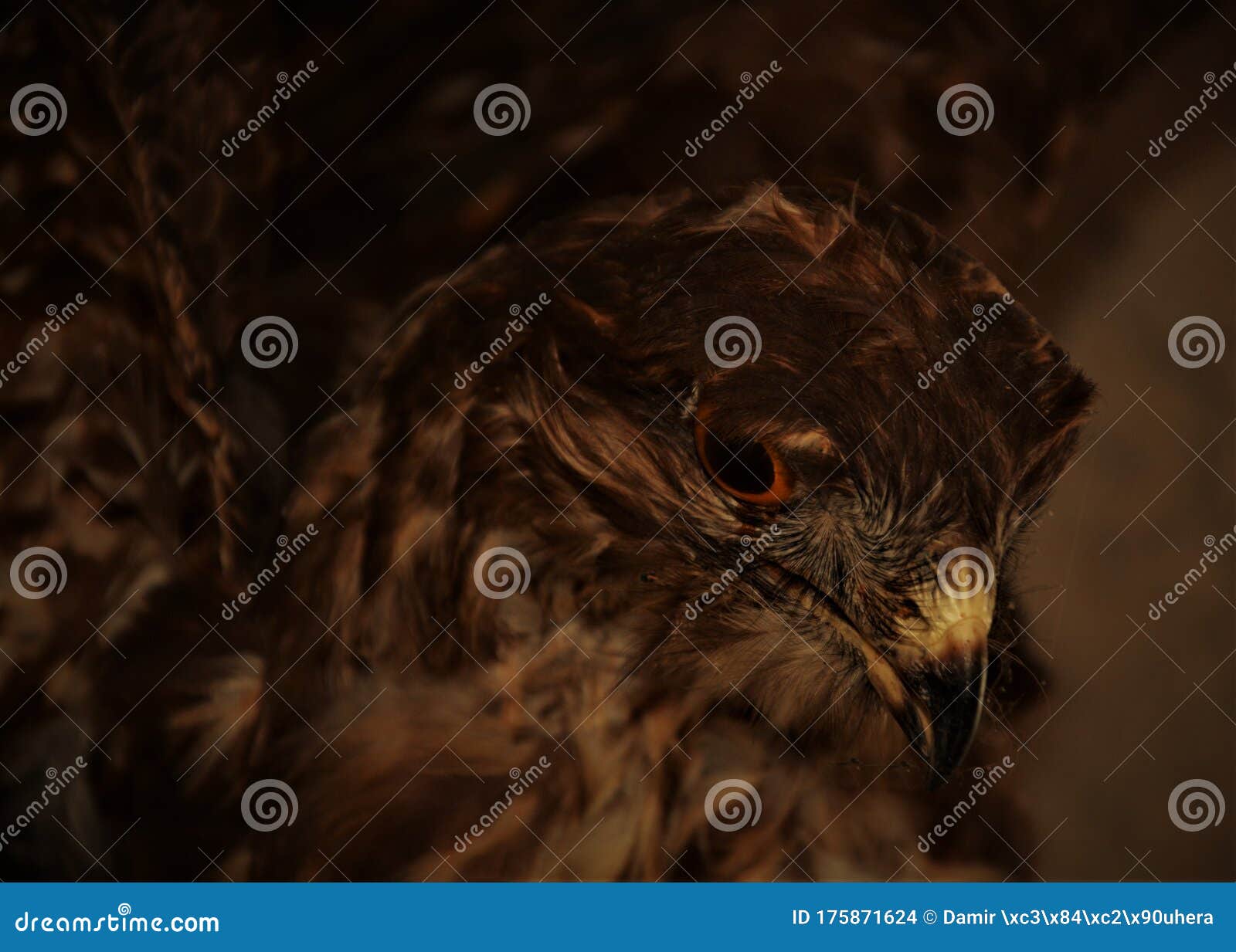 Portrait of hawk stock photo. Image of wildlife, eagle - 175871624