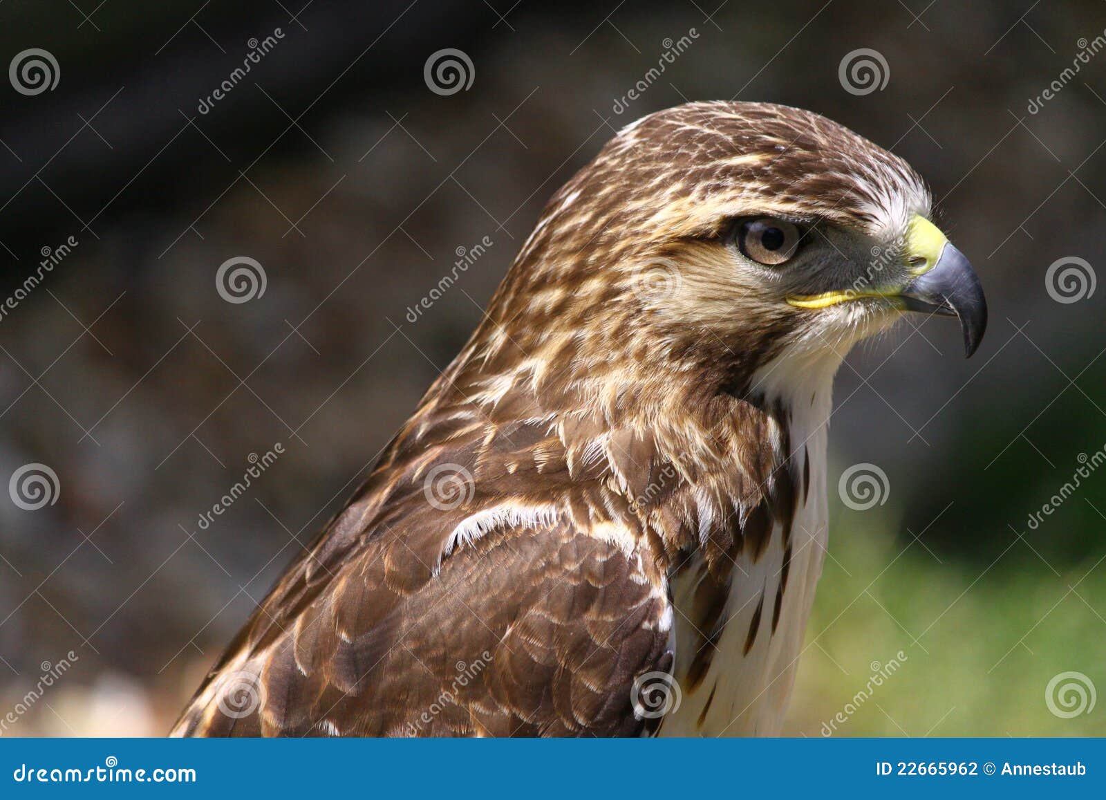 Portrait of hawk or falcon stock photo. Image of single - 22665962