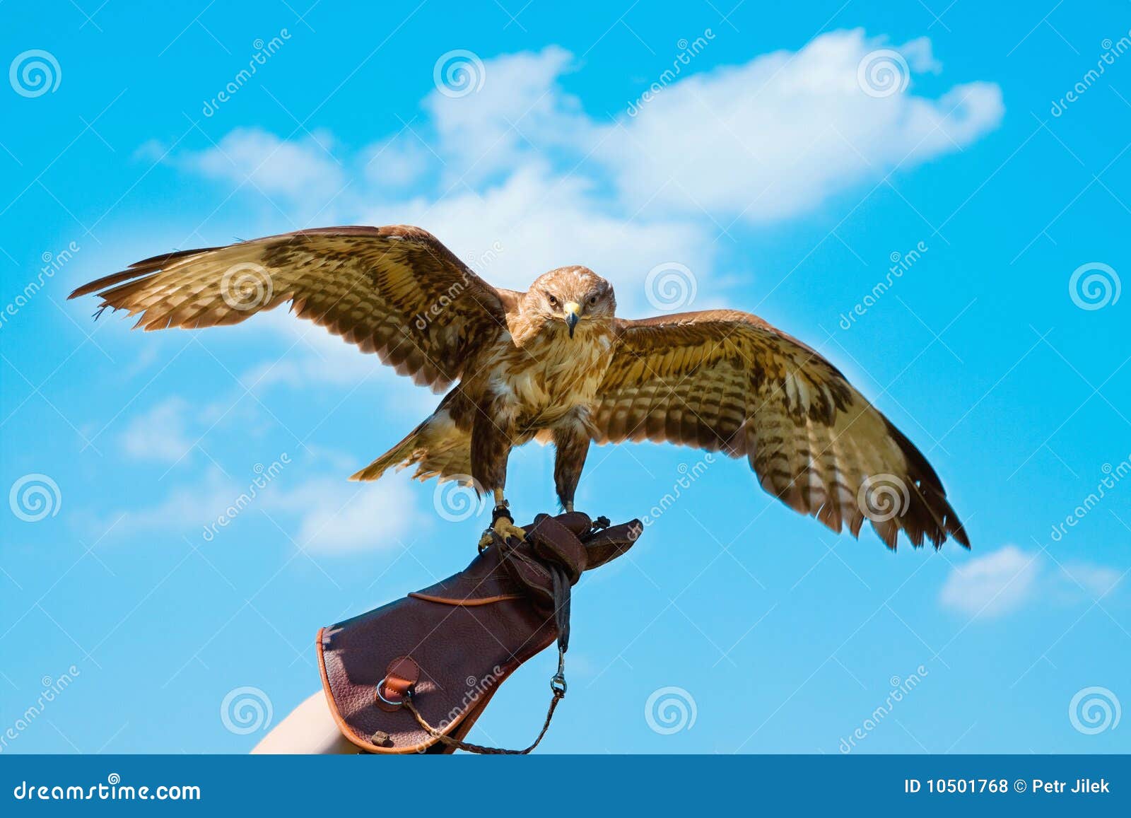 Portrait Hawk on Falconer Gloves Stock Photo - Image of feather, wild ...