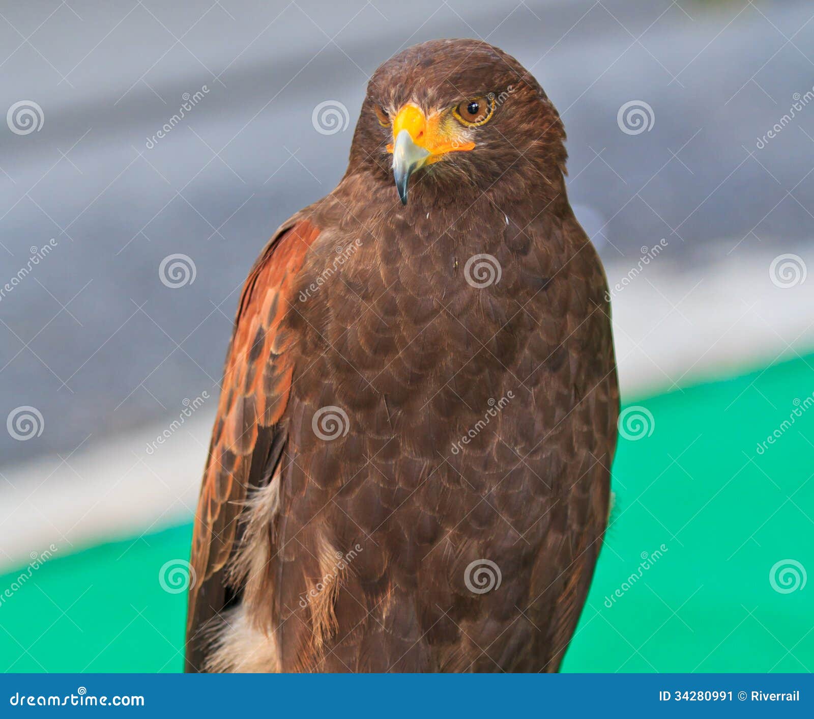 Portrait of a hawk stock image. Image of heights, eagle - 34280991