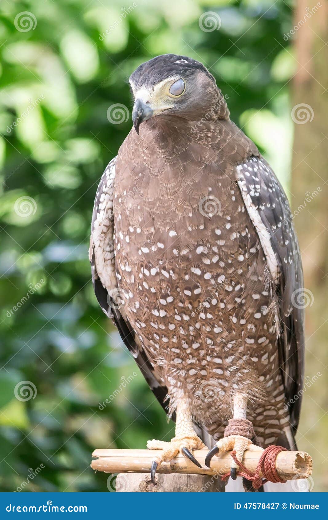 Portrait hawk red stock image. Image of raptor, perched - 47578427