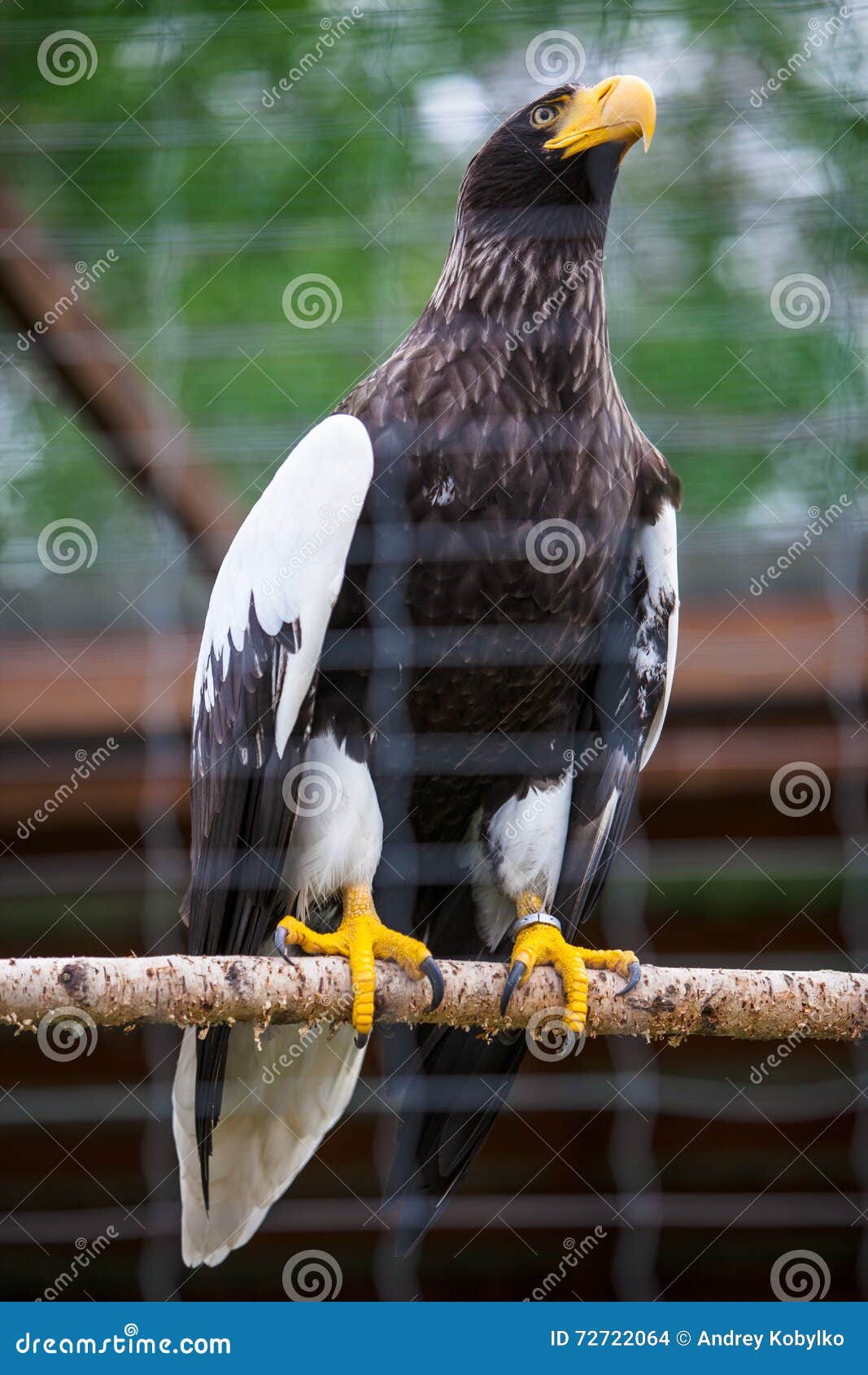 Portrait of Hawk Who Sits in a Cage. Stock Photo - Image of head ...