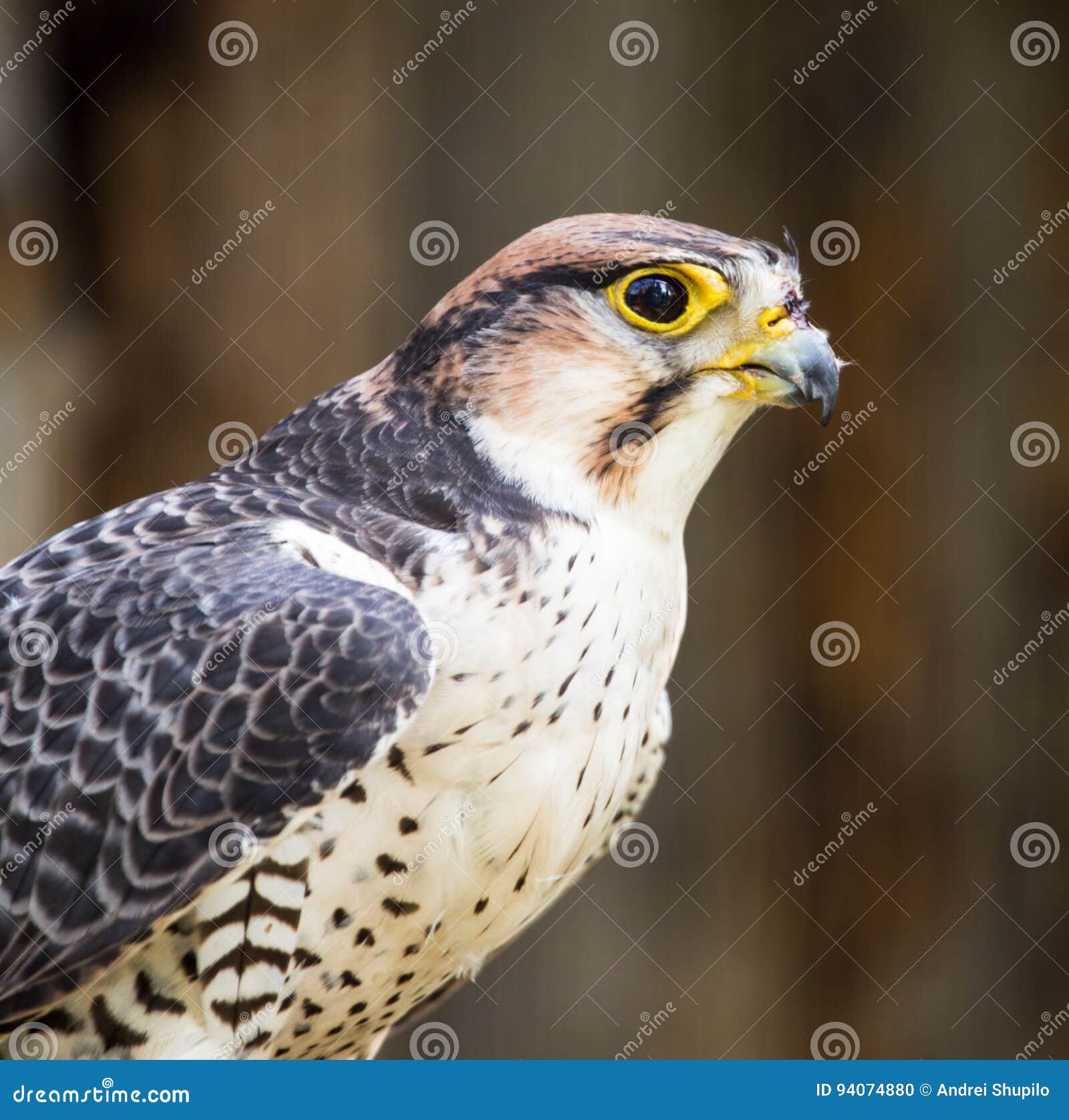 Portrait of a Hawk at the Zoo Stock Photo - Image of brown, power: 94074880