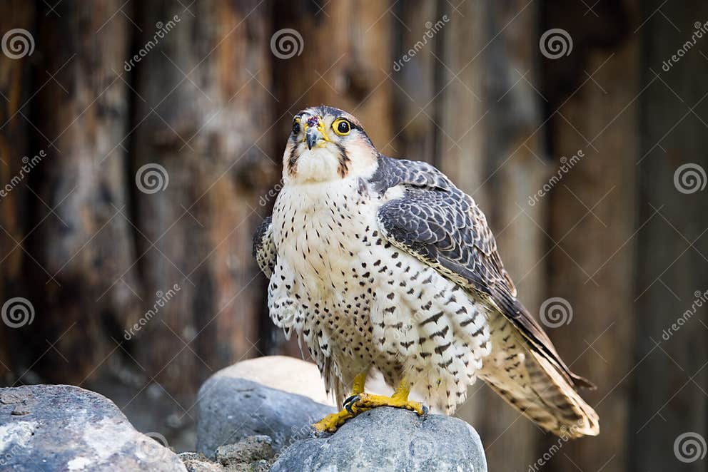 Portrait of a Hawk at the Zoo Stock Image - Image of closeup, portrait ...