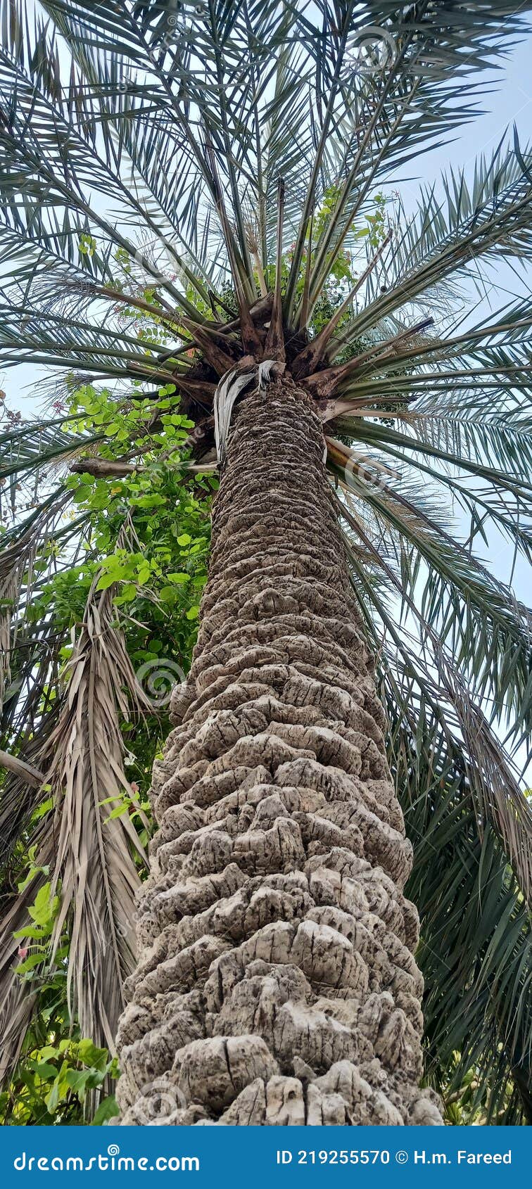Portrait HD Image of Long Palm Tree Captured at Low Angle. Stock Photo ...