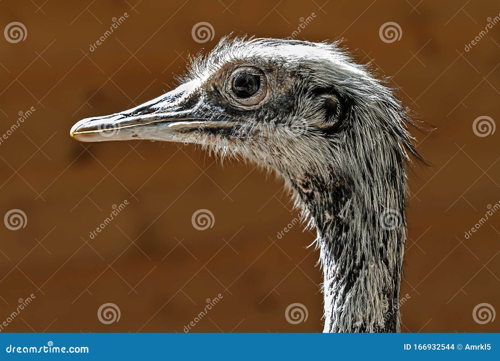 Portrait of the Head of an Emu Stock Photo - Image of closeup ...