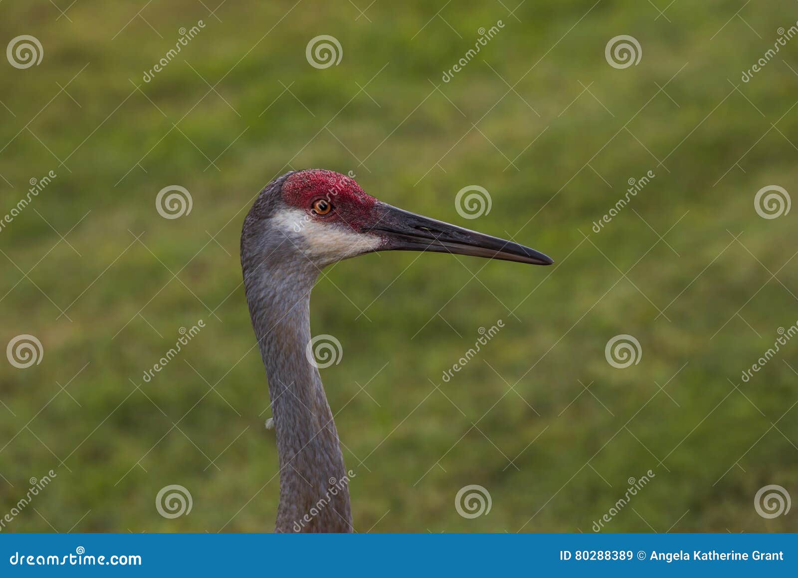 Portrait of Head of Sandhill Crane Stock Image - Image of outdoors ...