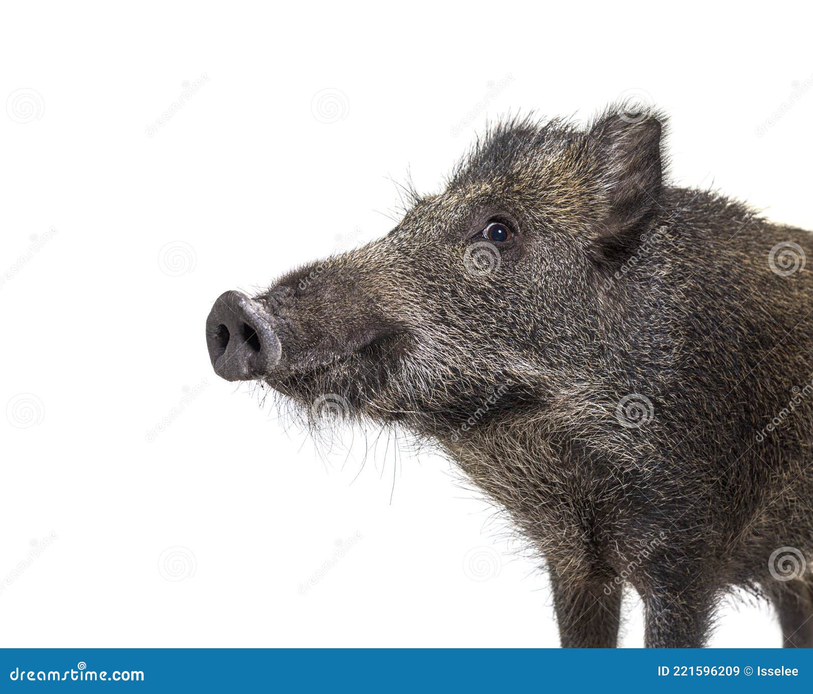 Portrait, Head Shot of a Wild Boar, Isolated Stock Image - Image of ...