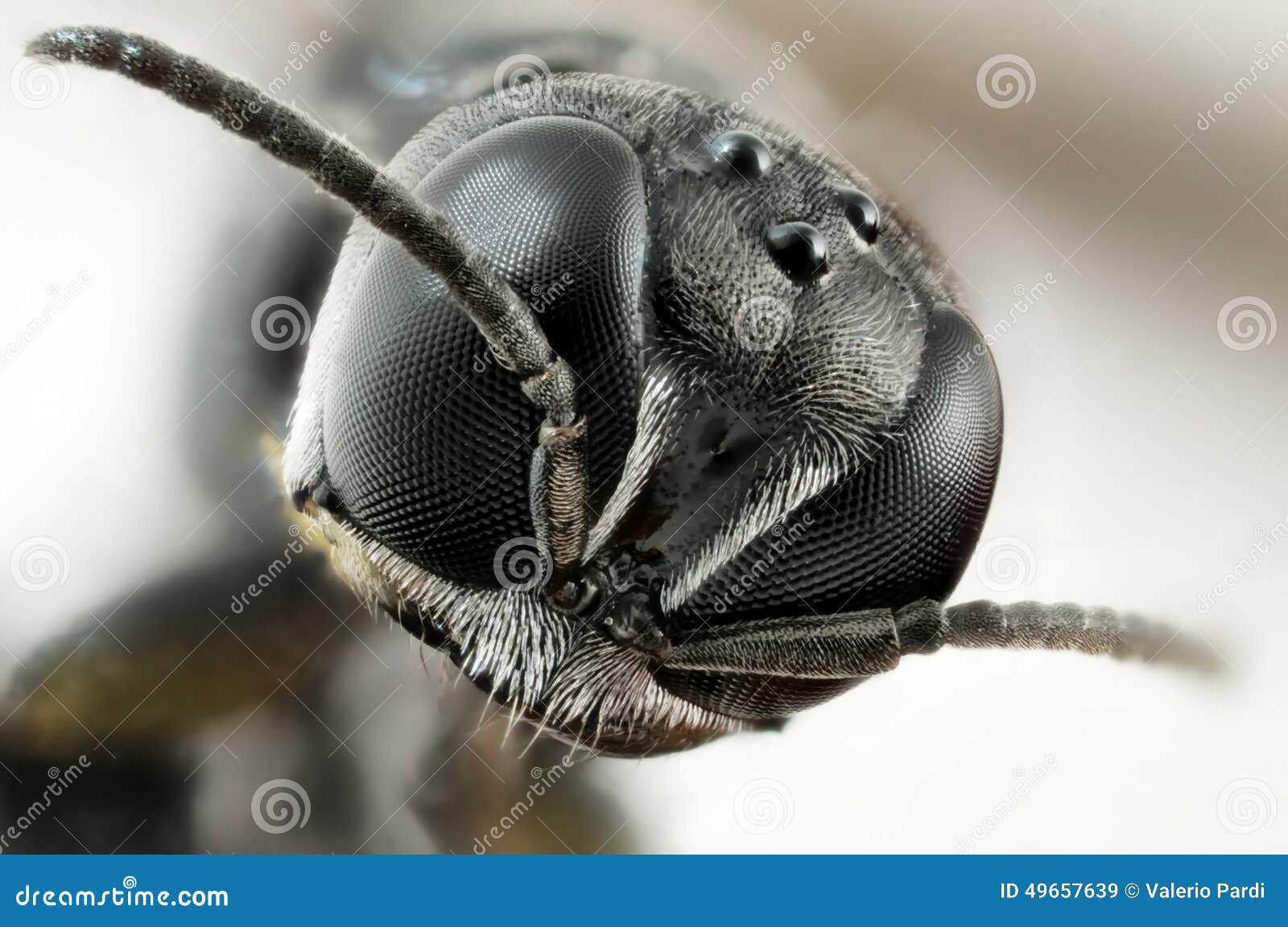 Portrait of a Head of a Small Black Insect Stock Image - Image of ...