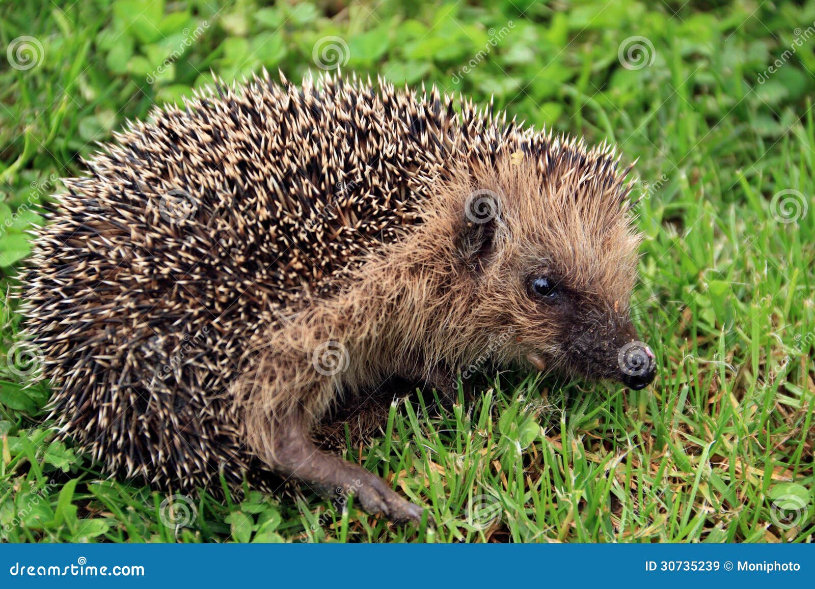 Portrait of Hedgehog in Forest Stock Image - Image of porcupine, grey ...